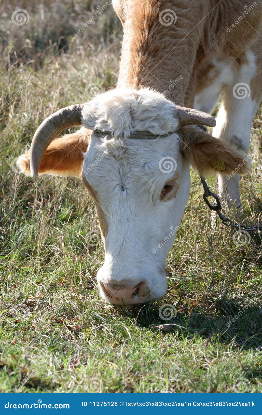 Cow stock photo. Image of rural, livestock, shoulders - 11275128