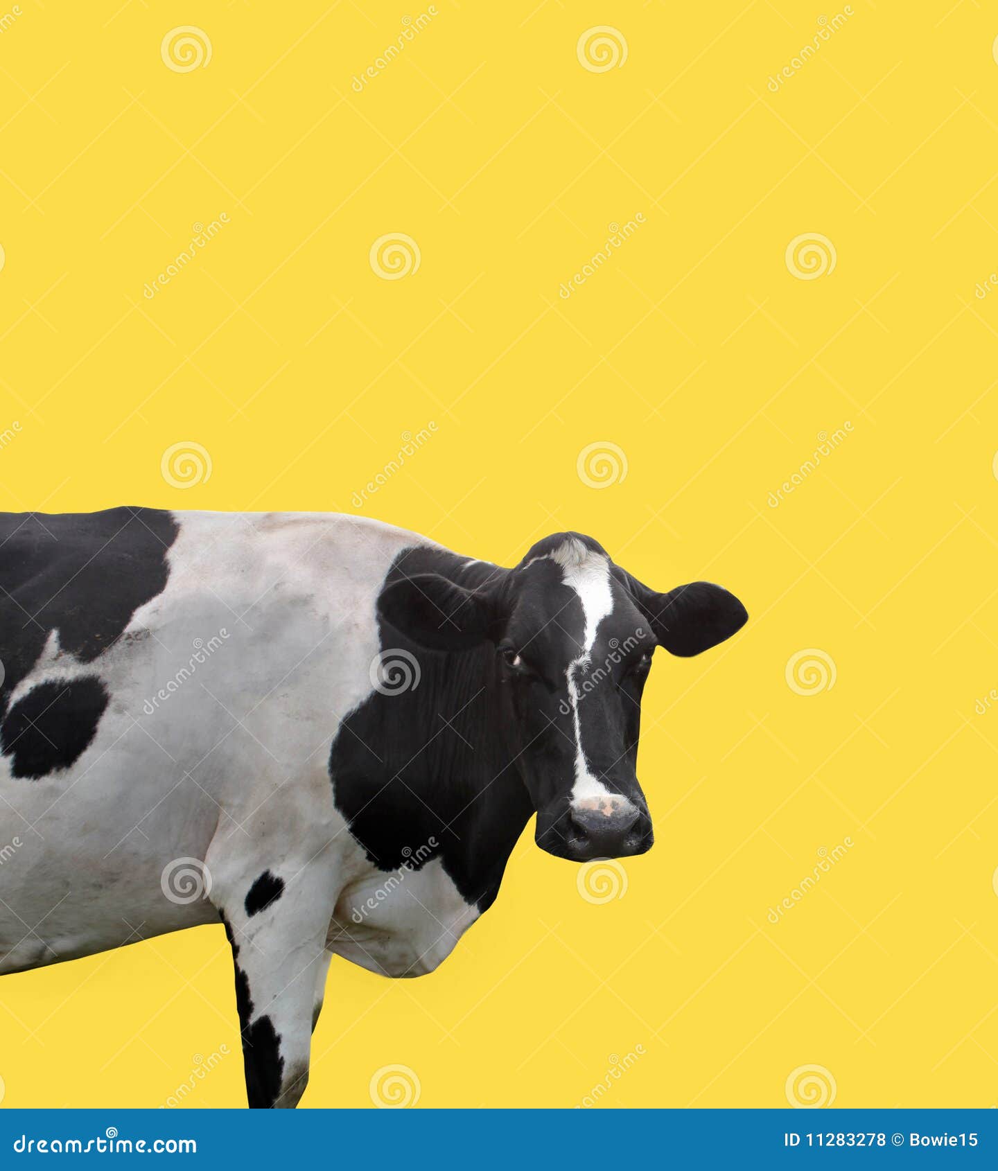 Cow stock photo. Image of cattle, farm, head, milk, spotted - 11283278
