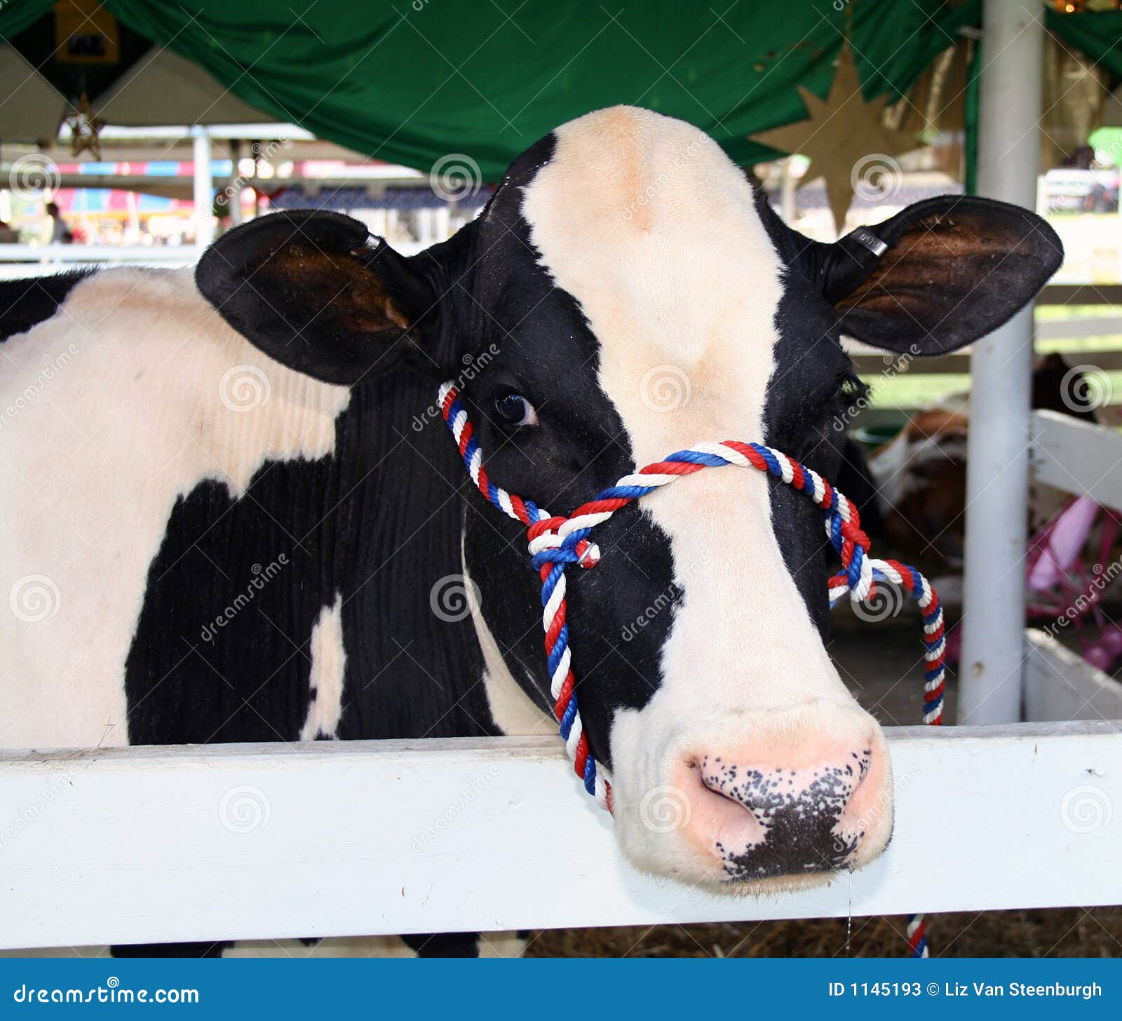 Cow stock image. Image of portrait, display, staring, animal - 1145193