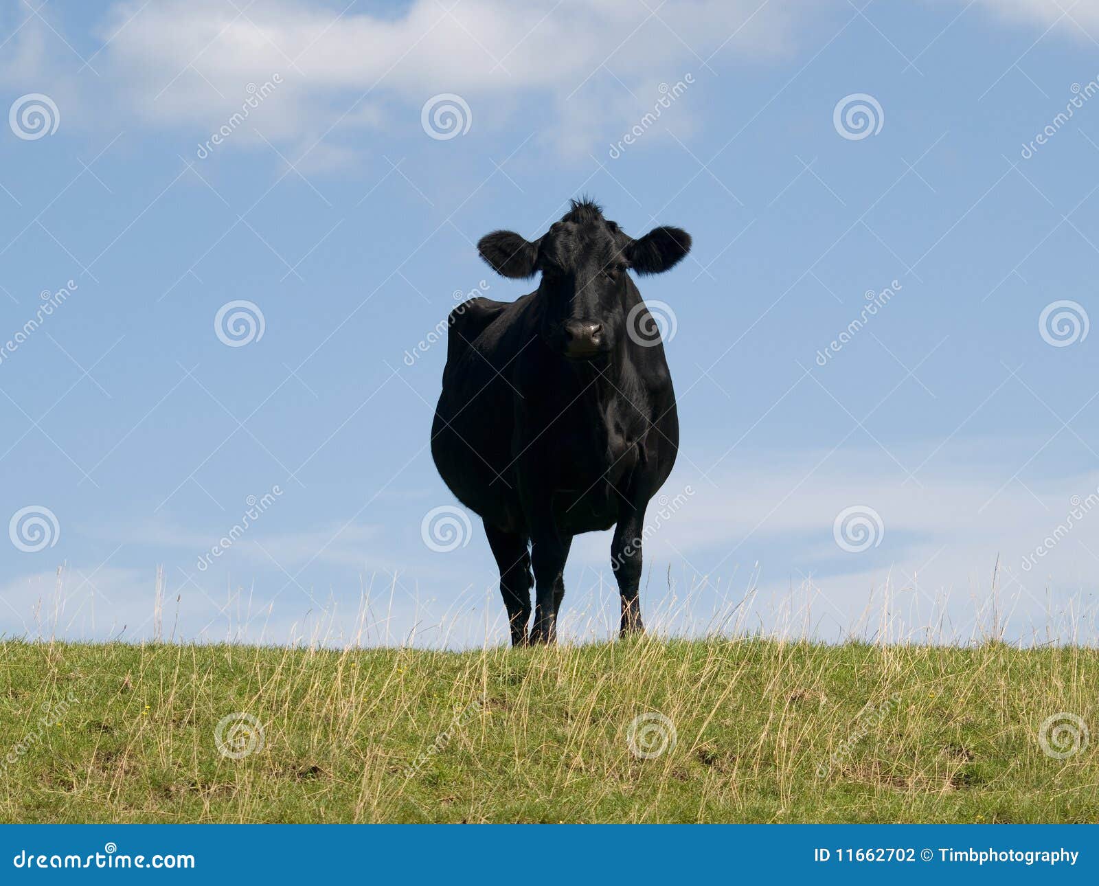 Cow stock photo. Image of cattle, blue, domestic, isolated - 11662702