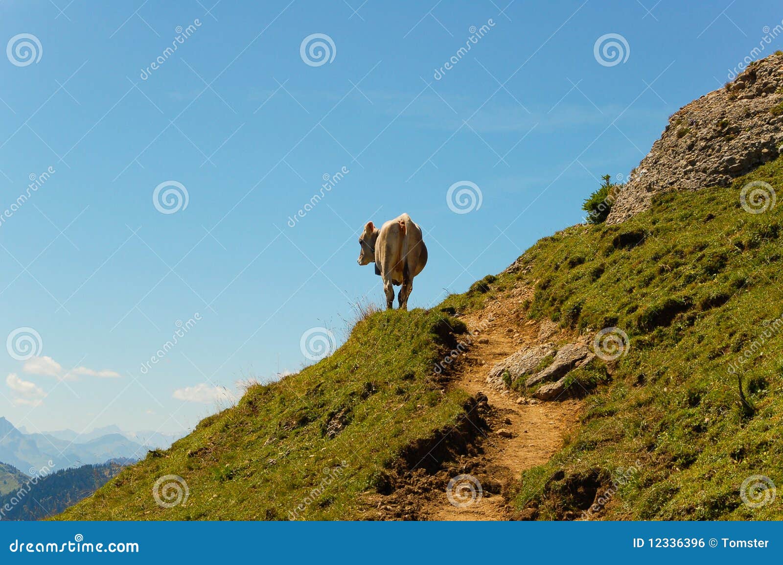 Cow stock photo. Image of european, hiking, mountain - 12336396