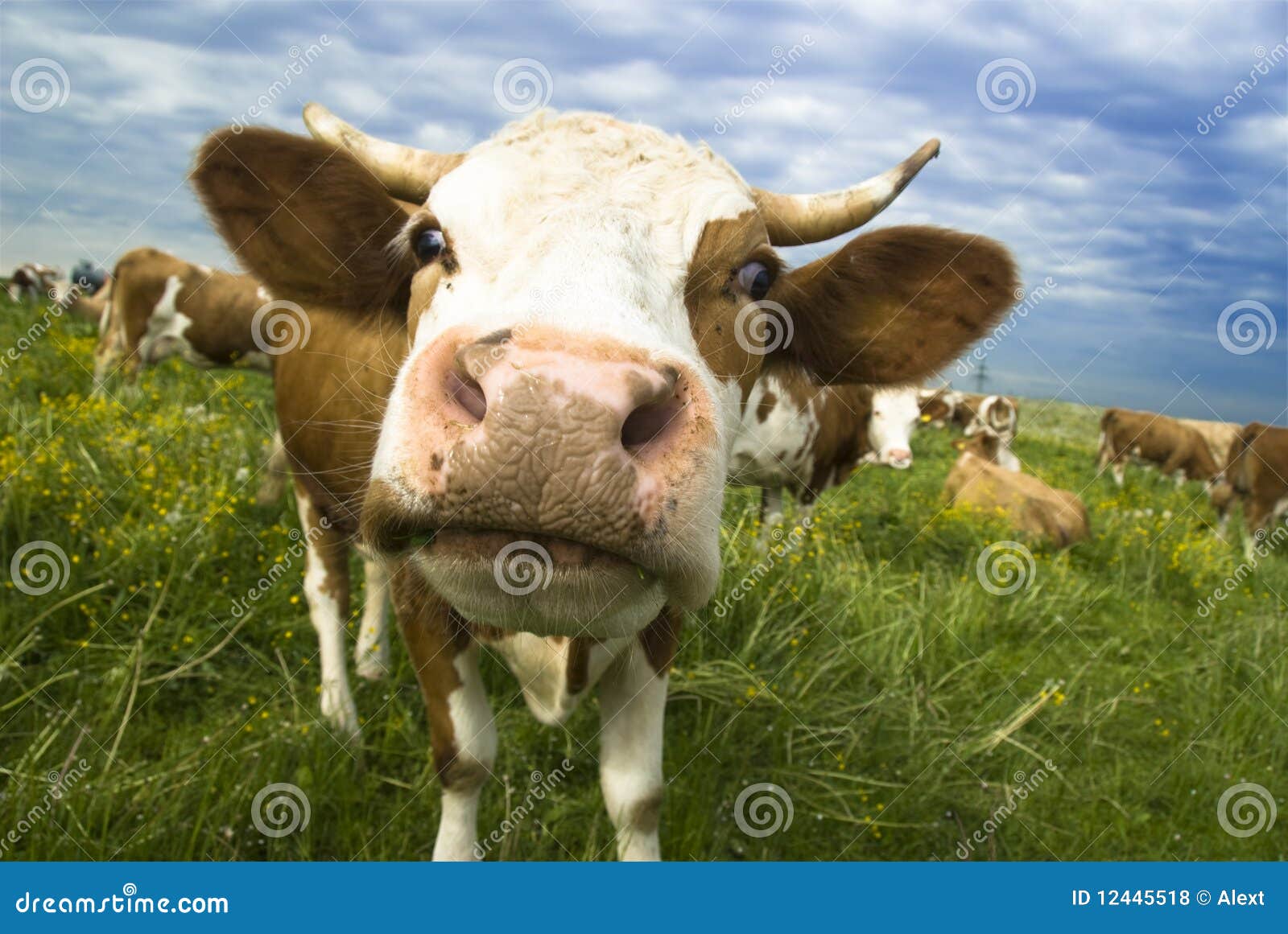 Cow stock photo. Image of scene, natural, portrait, rural - 12445518