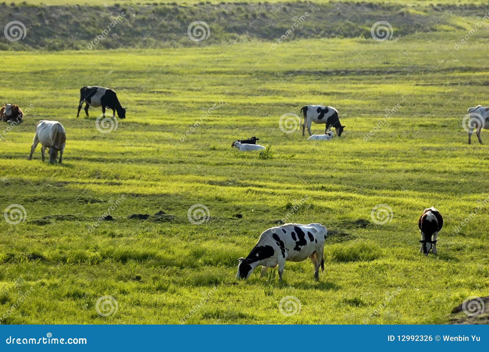 Cow stock photo. Image of pasture, background, grazing - 12992326
