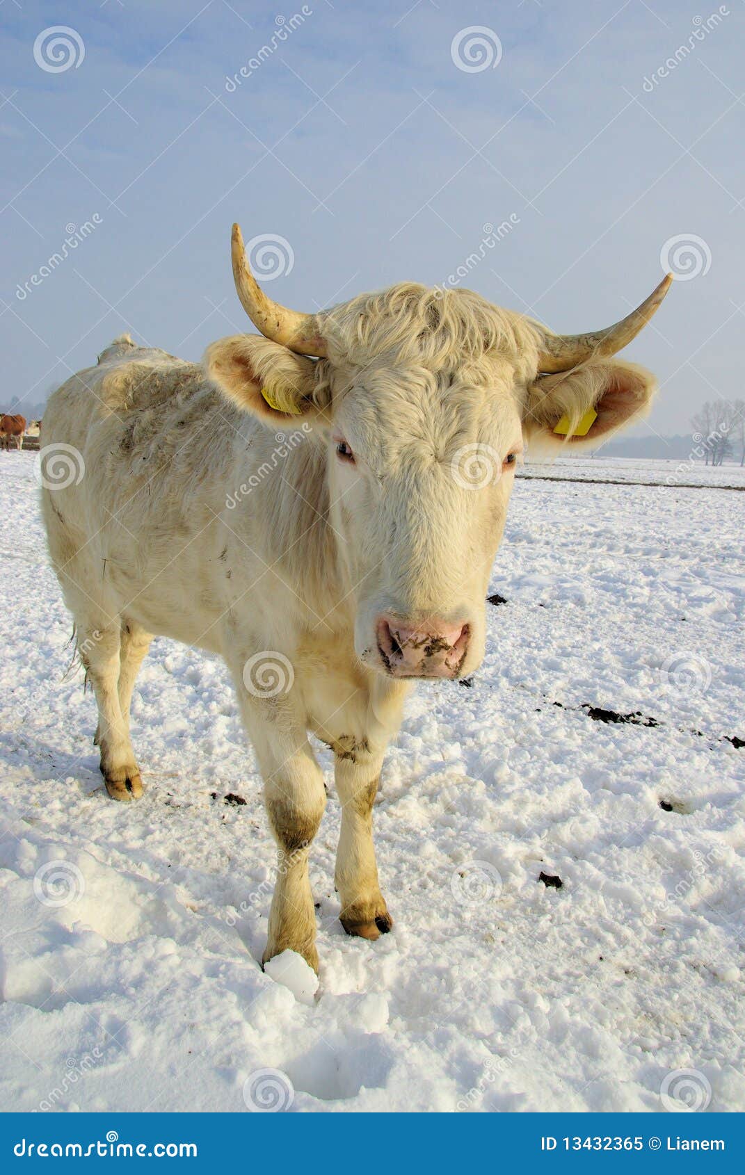 Cow stock image. Image of snow, husbandry, winter, production - 13432365