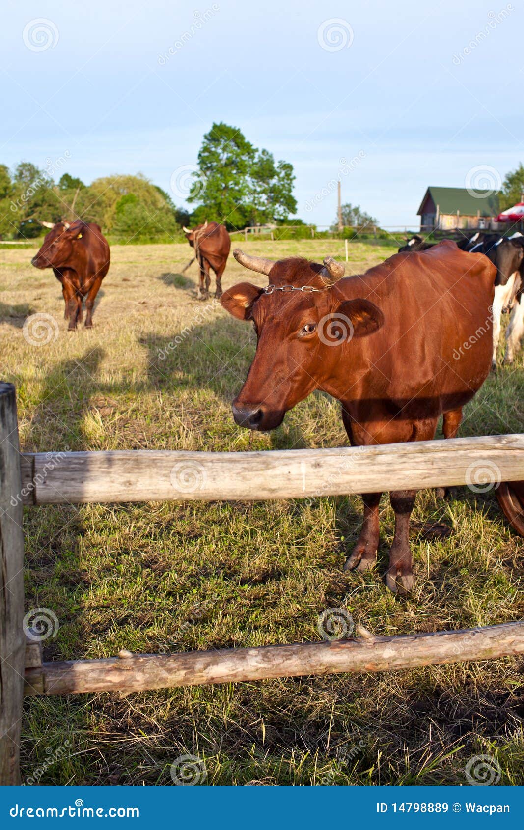 Cow stock image. Image of national, cattle, poland, large - 14798889