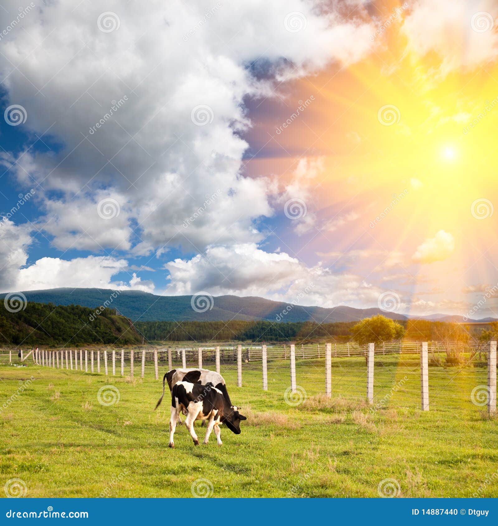 Cow stock photo. Image of bright, food, cattle, beauty - 14887440