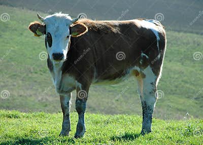 Cow stock photo. Image of horn, jakob, love, breeding - 1515596