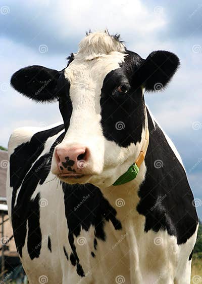 Cow stock image. Image of outdoor, outside, agriculture - 155237