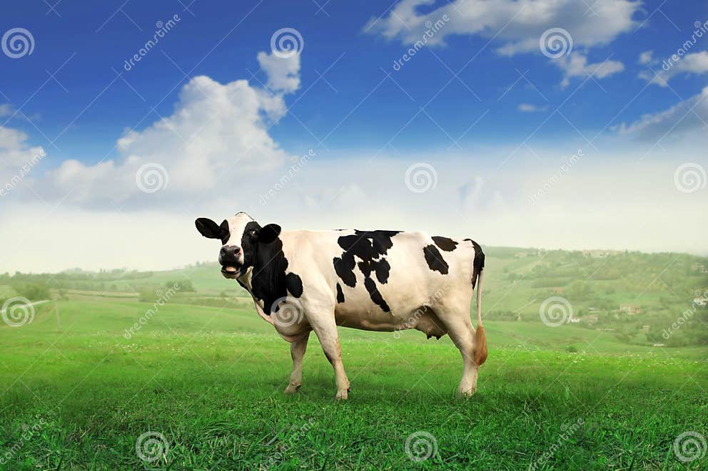 Cow stock image. Image of grass, land, nature, field - 16452033