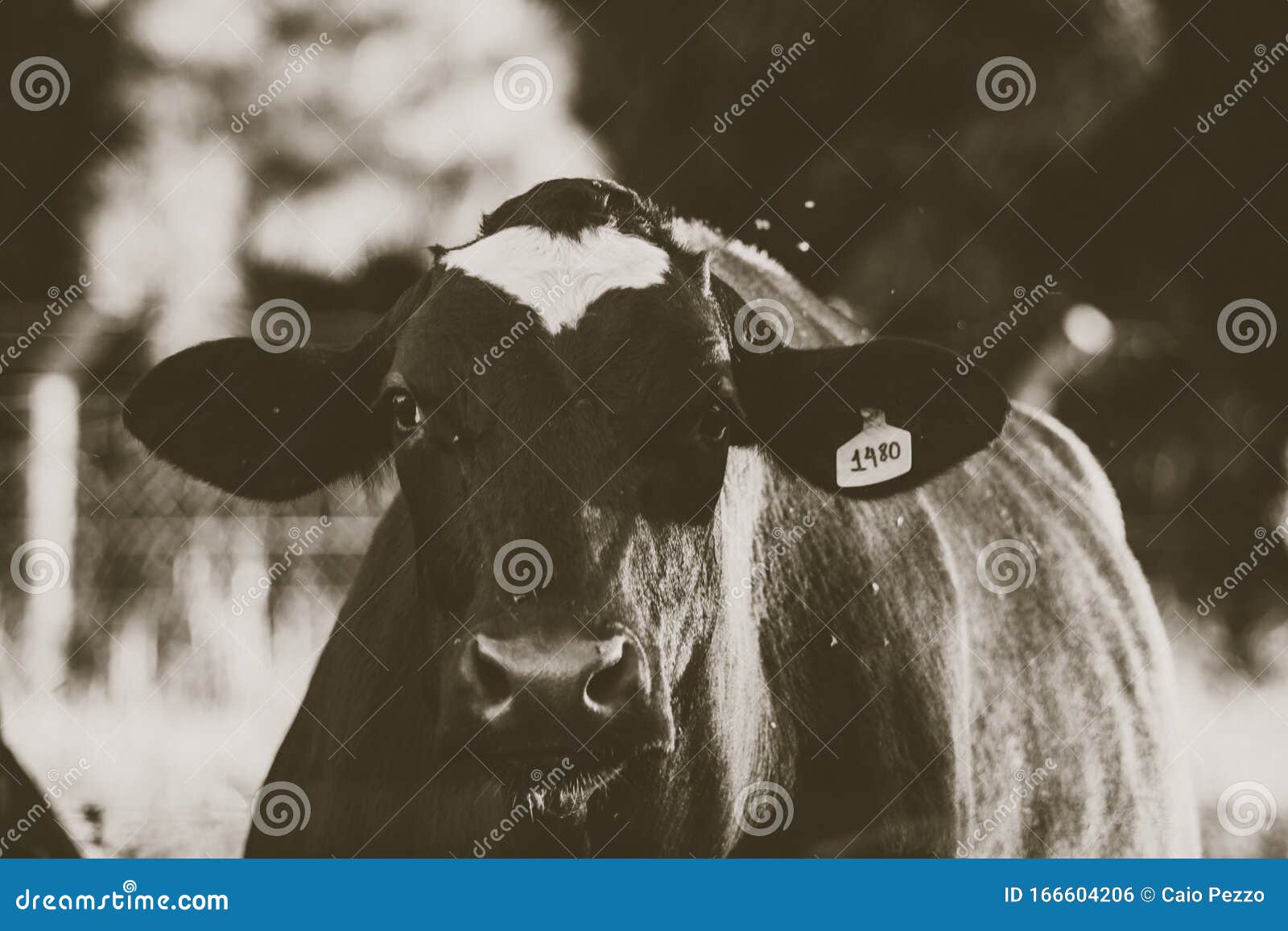 A Dramatic Cow Looking To the Lens Stock Photo - Image of icon, field ...