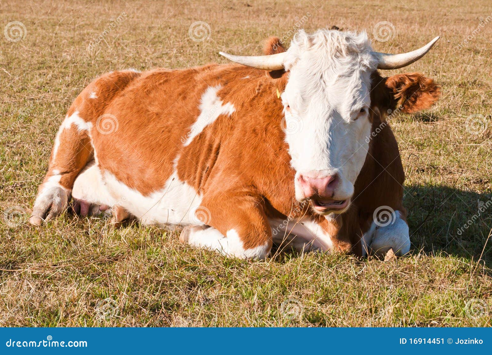 Cow stock image. Image of milk, farm, relax, livestock - 16914451