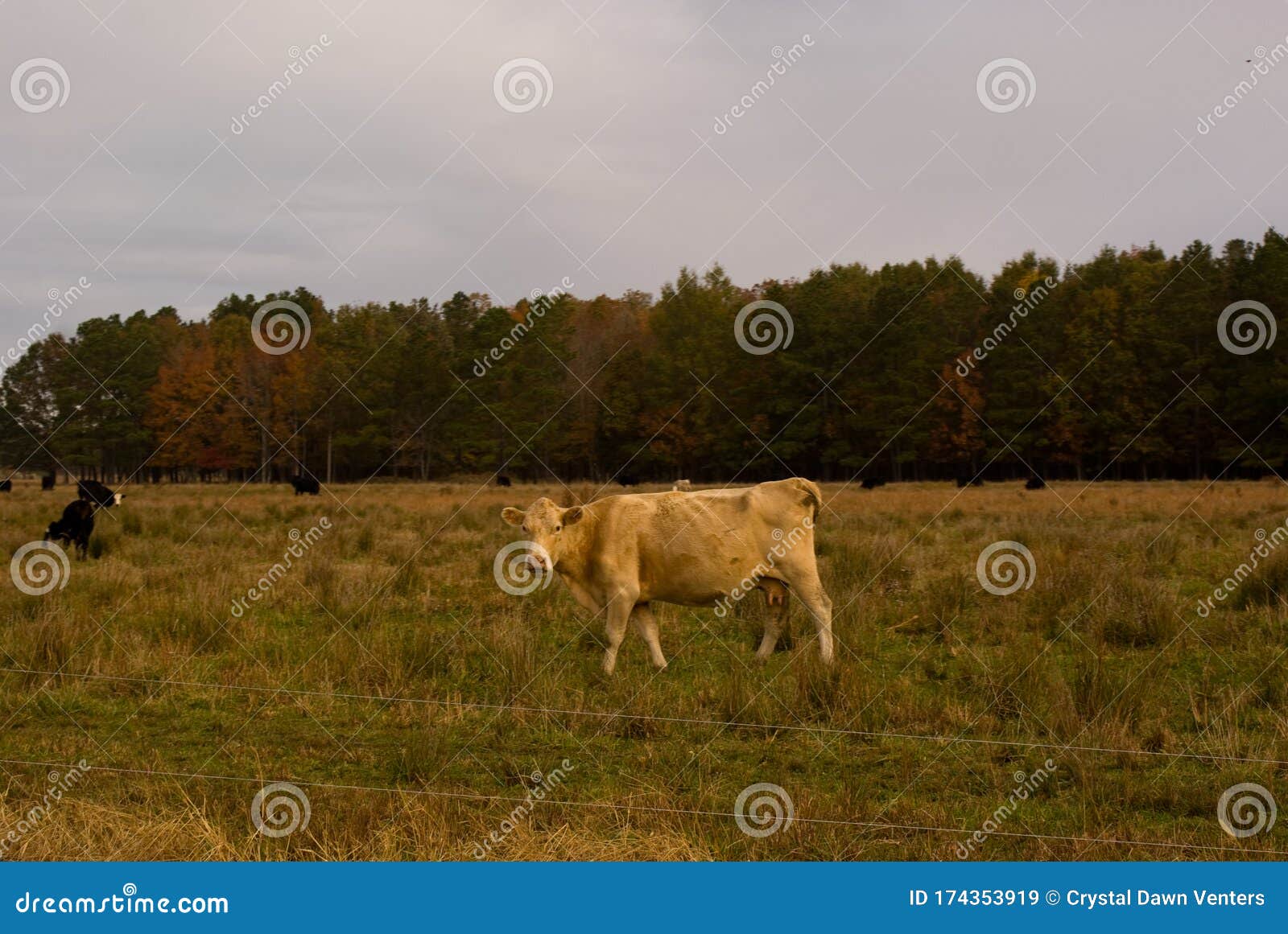 Cows stock image. Image of beef, hides, cows, mammals - 174353919