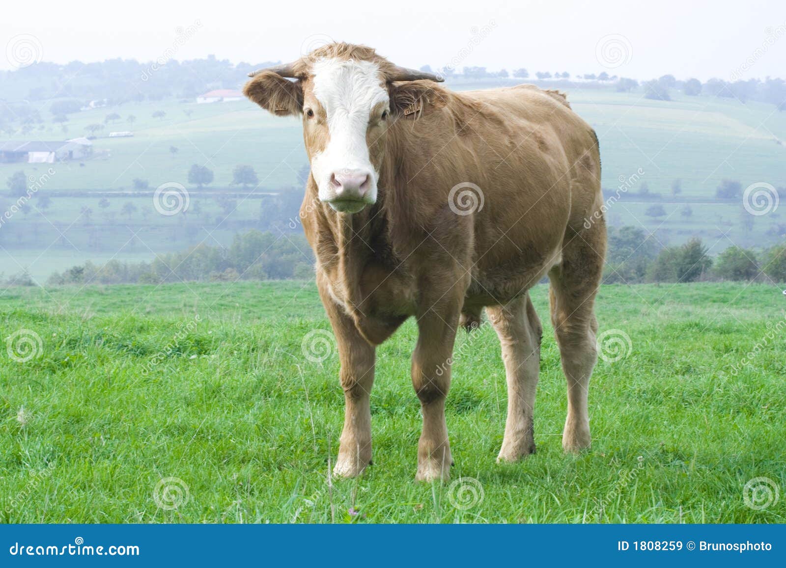 A cow stock image. Image of green, heffer, herd, hoof - 1808259