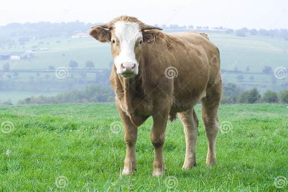 A cow stock image. Image of green, heffer, herd, hoof - 1808259