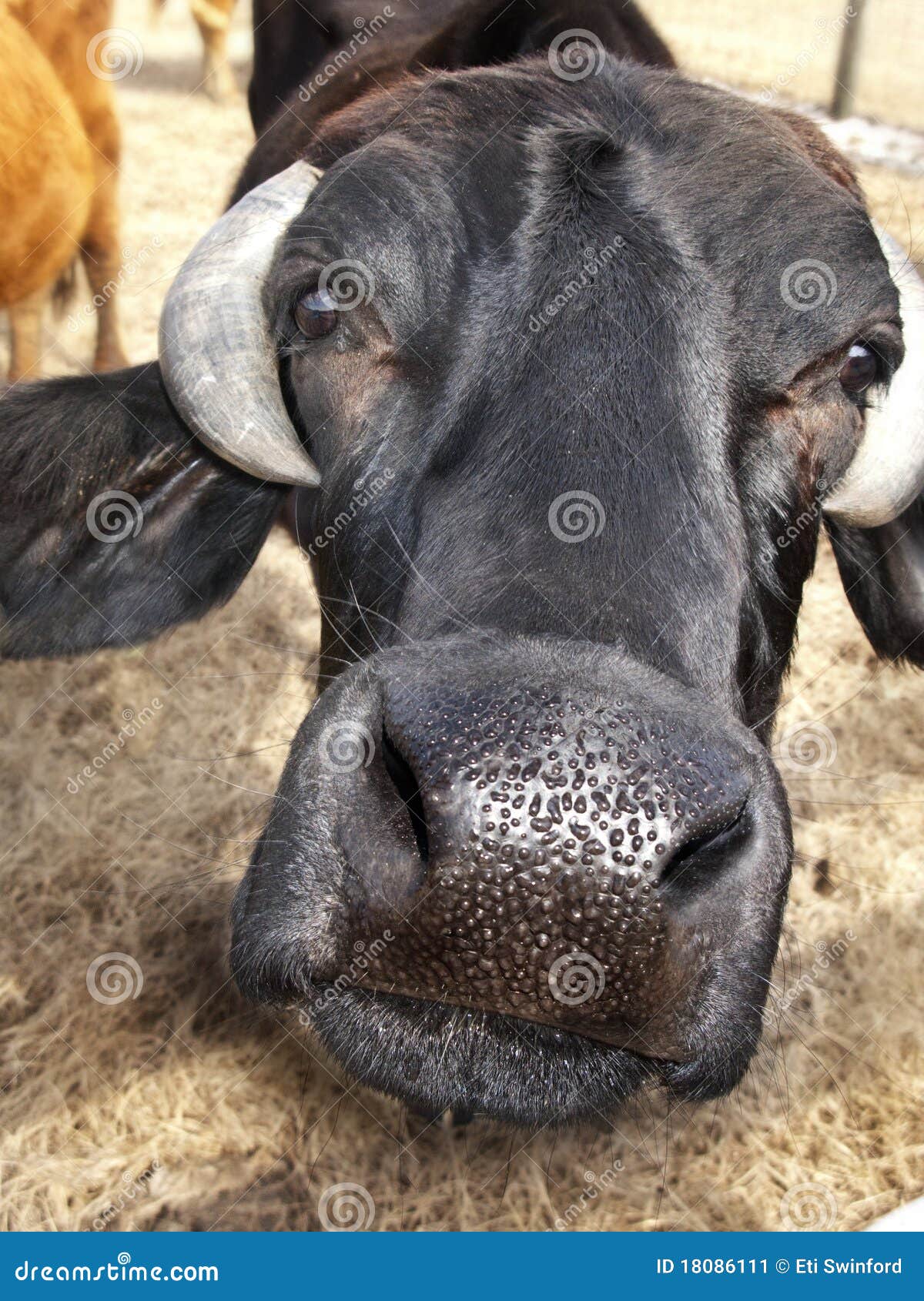 Cow stock image. Image of bovine, horns, mammal, farm - 18086111