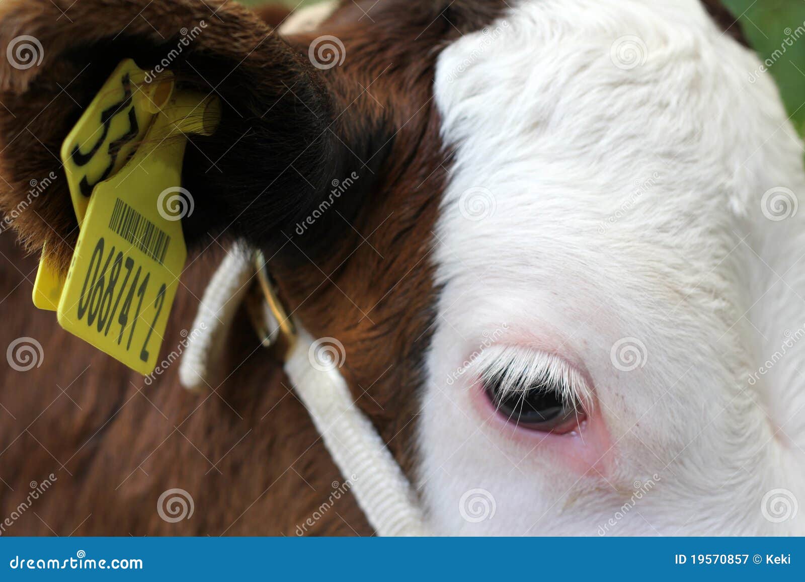 Cow stock image. Image of agriculture, beef, close, farm - 19570857
