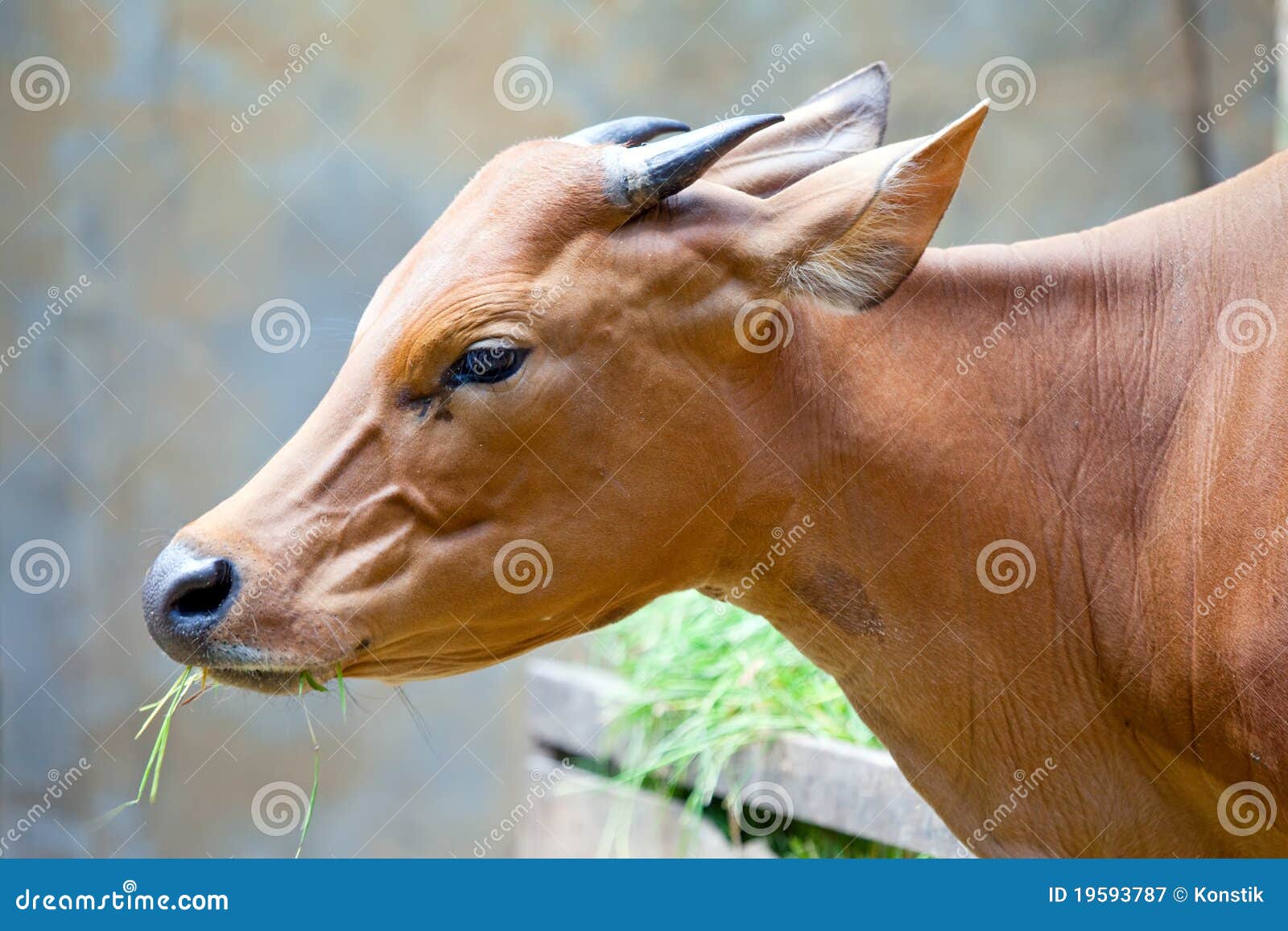 Cow stock image. Image of tail, land, view, farm, agriculture - 19593787