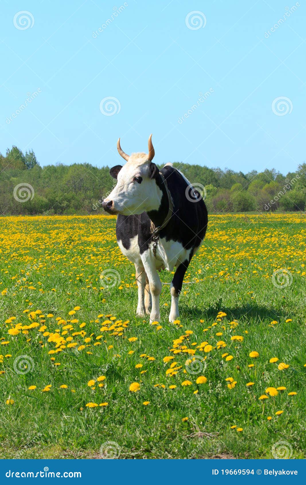 Cow stock photo. Image of cattle, farm, spring, sunny - 19669594