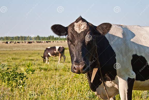 Cow stock photo. Image of canon, animals, countryside - 19748832