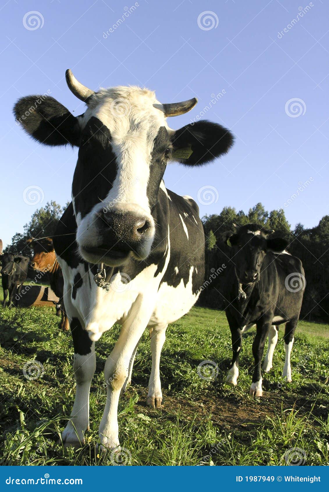 1,174 Nice Cows Stock Photos - Free & Royalty-Free Stock Photos from ...