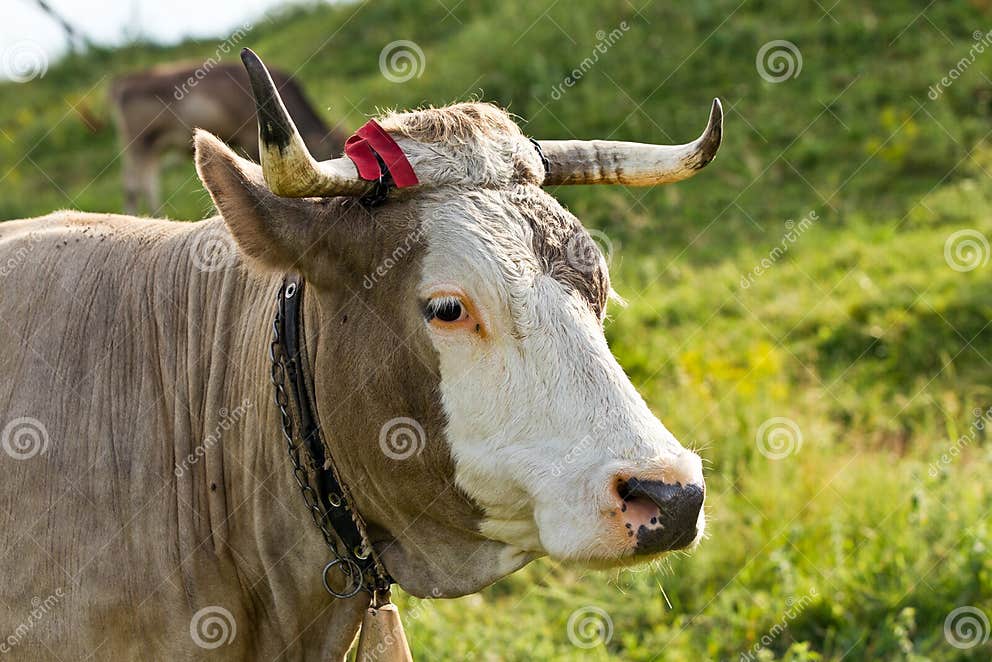 Cow stock image. Image of ears, meadow, mouth, blinder - 19897631