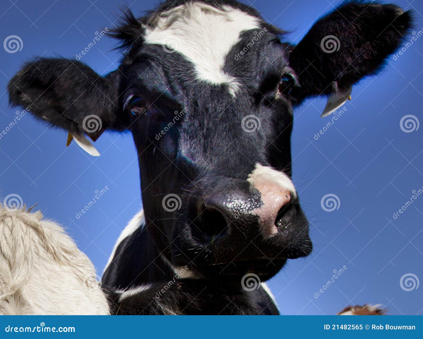 Cow stock image. Image of head, close, diary, heffer - 21482565
