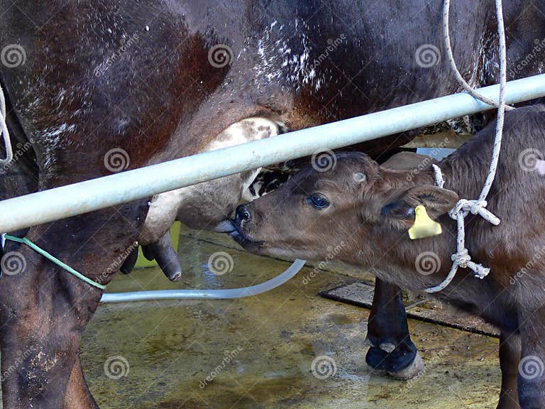 Cow stock photo. Image of ears, cows, animals, agriculture - 2171720