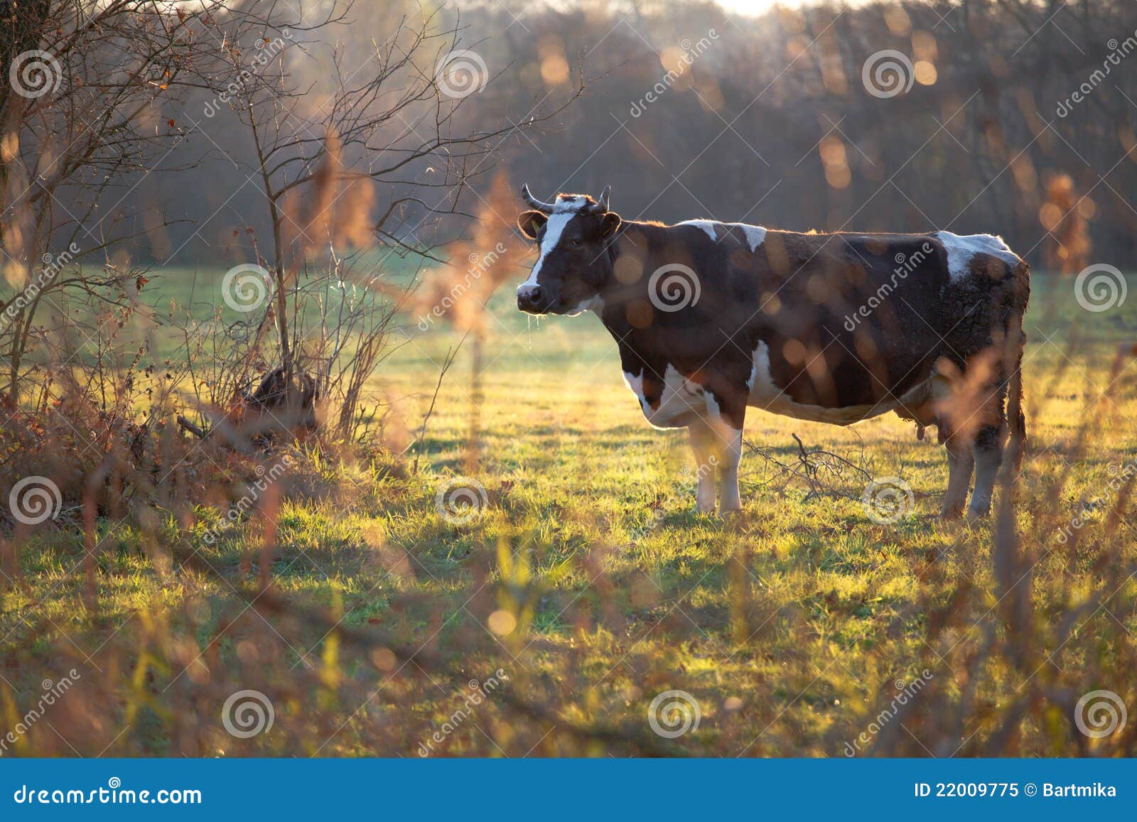 Cow stock image. Image of grass, field, poland, farming - 22009775