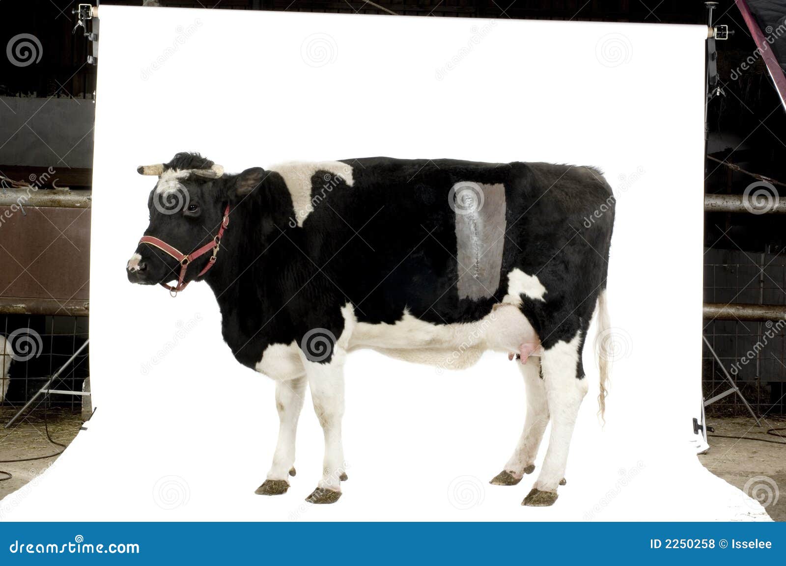 Cow Surgery Stock Photos - Free & Royalty-Free Stock Photos from Dreamstime