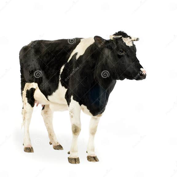 Cow stock photo. Image of dairy, animals, cattle, studio - 2250270