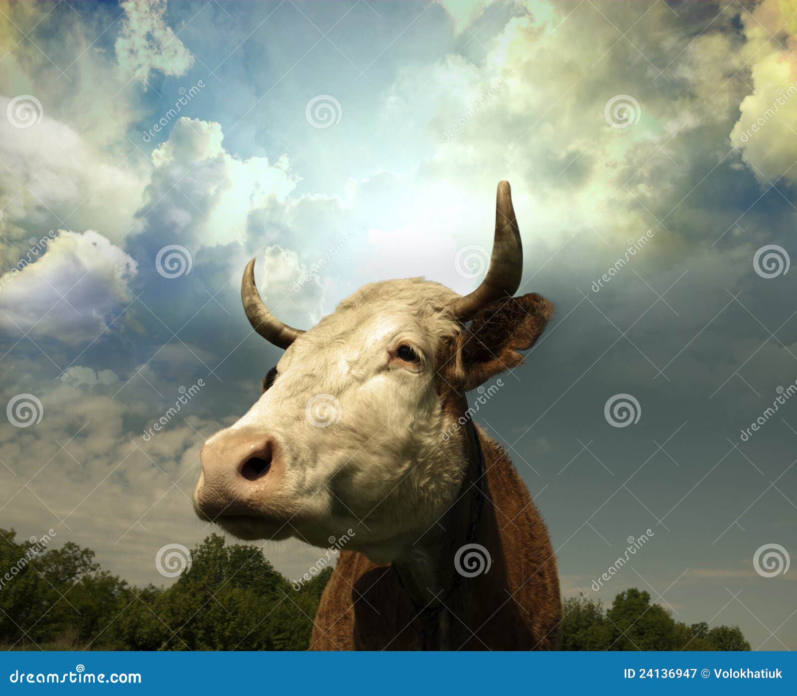 Cow stock image. Image of nose, animal, green, pasture - 24136947
