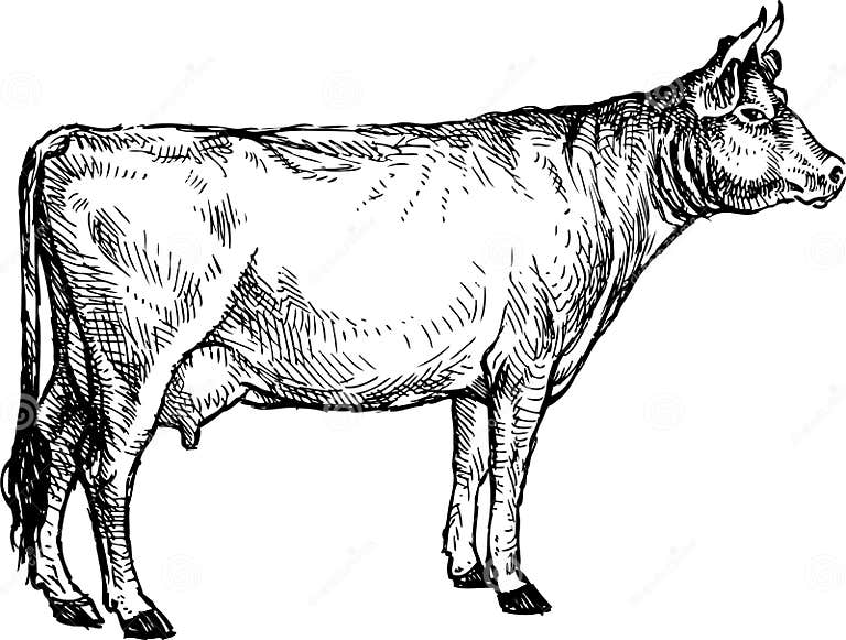 Cow stock vector. Illustration of profile, farm, hooves - 24898629