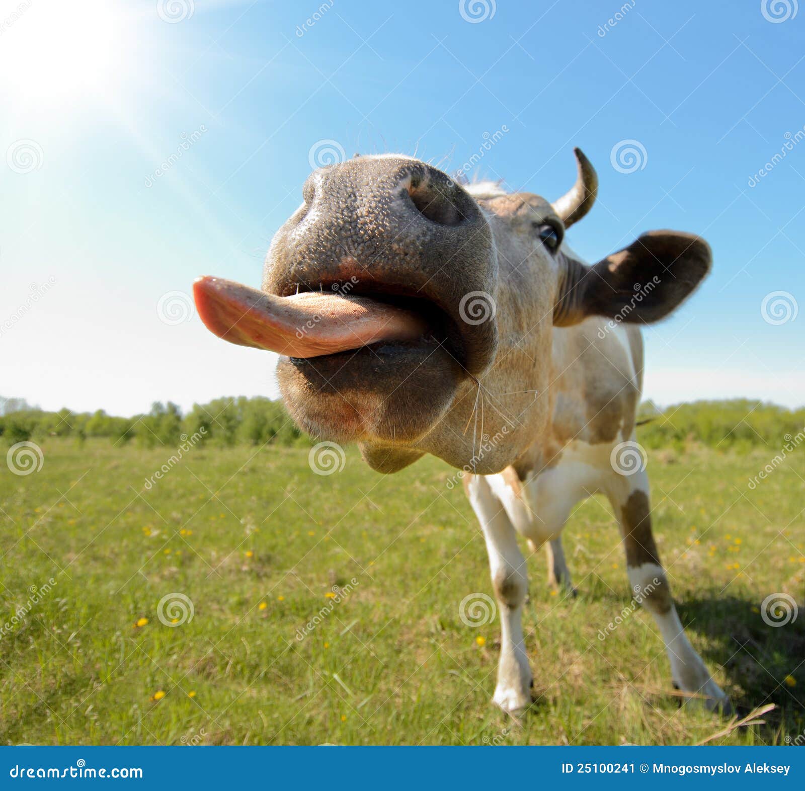 Cow stock image. Image of animal, beast, close, land - 25100241