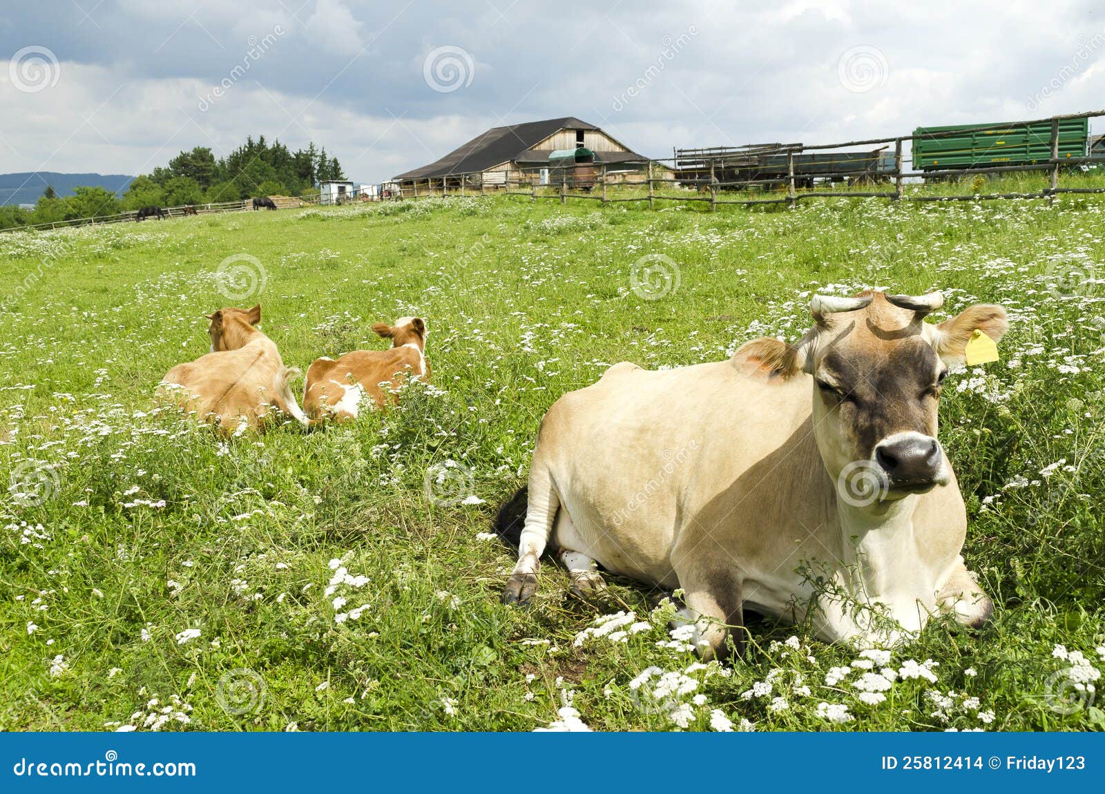 Cow stock photo. Image of field, country, looking, outdoor - 25812414