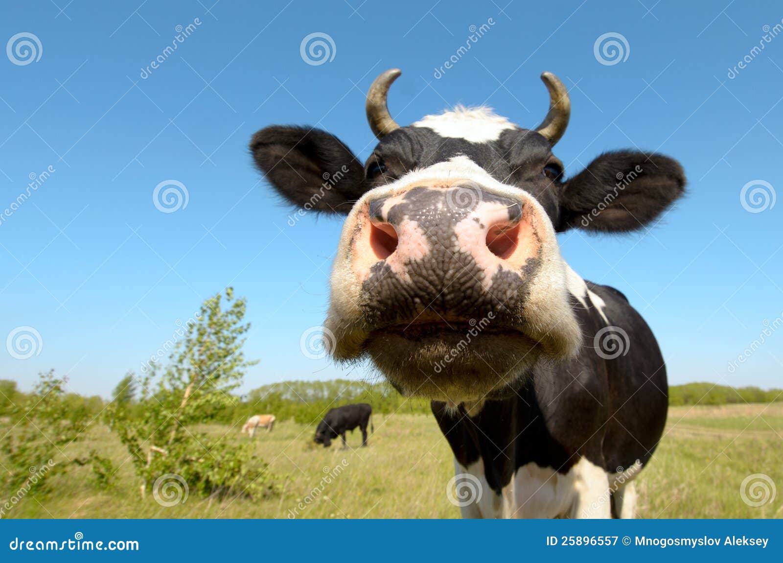 Cow stock image. Image of livestock, pasture, browsing - 25896557
