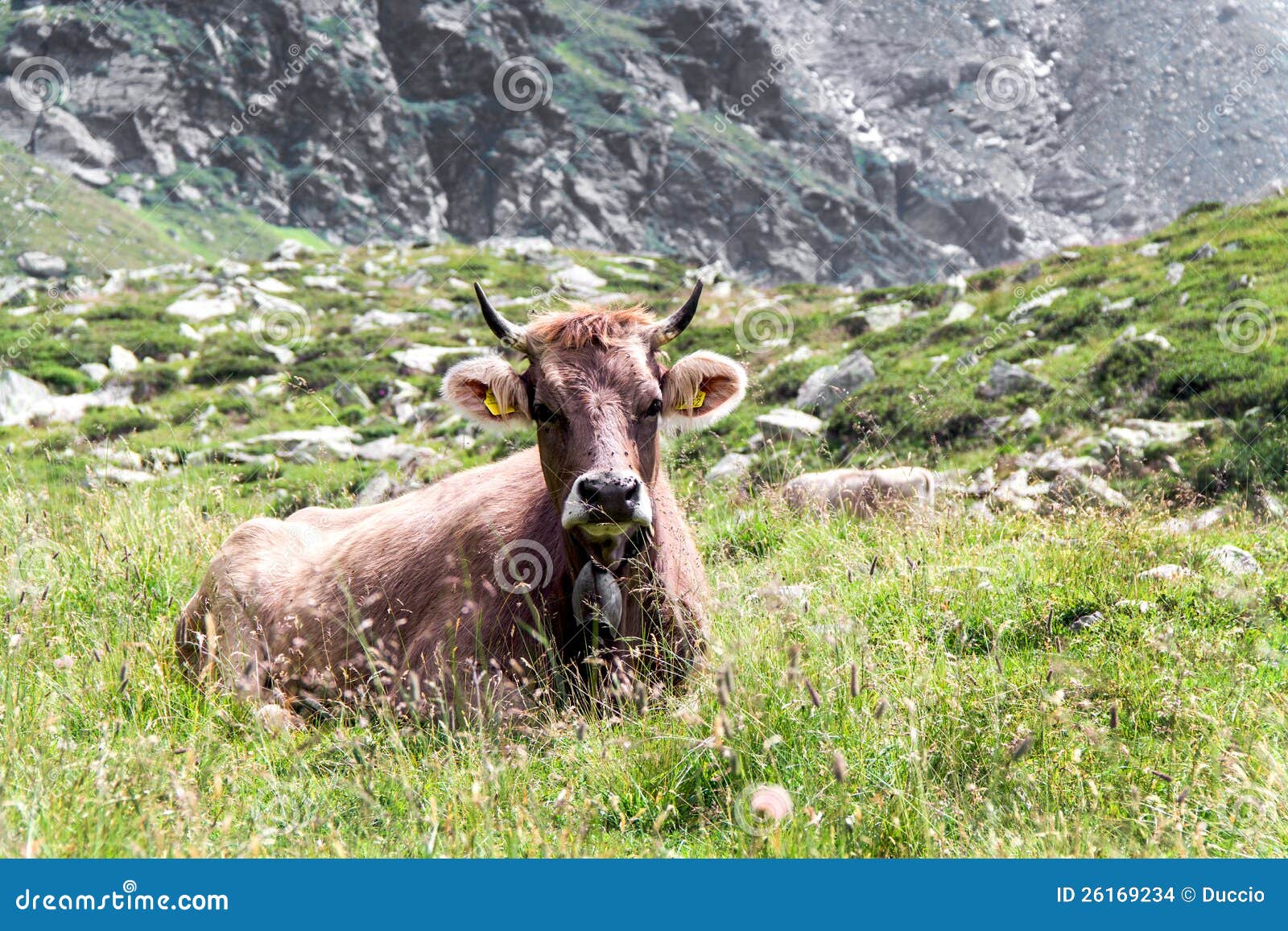 Cow stock photo. Image of bellow, breed, ecology, cattle - 26169234