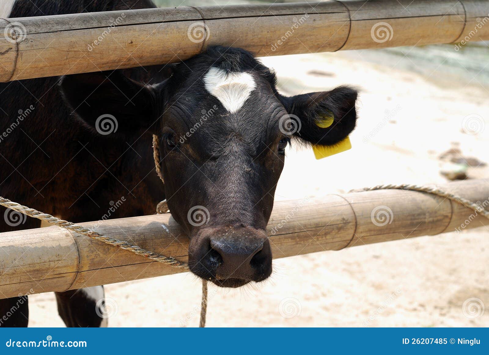 Cow stock image. Image of dairy, breeding, economy, feed - 26207485