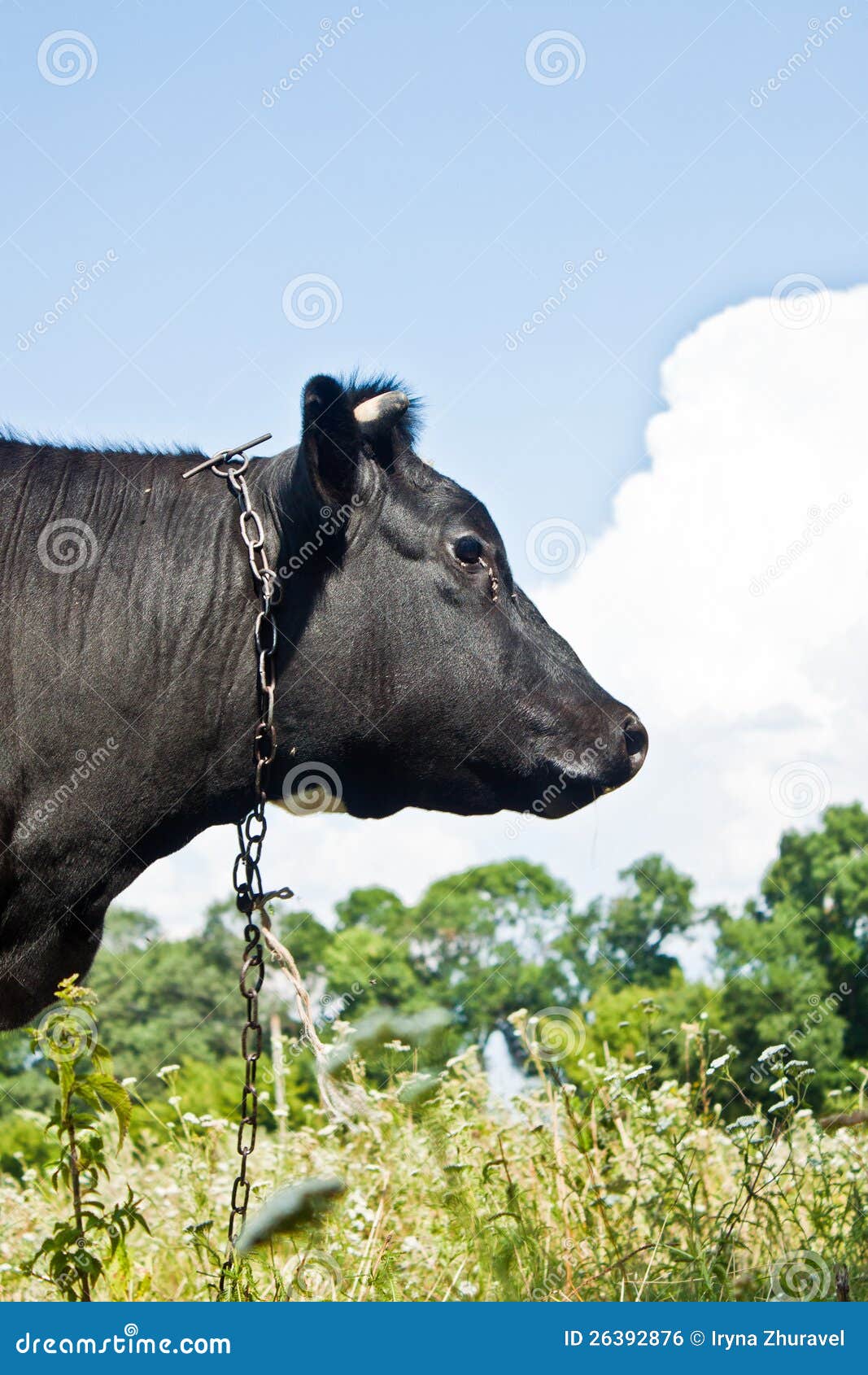 Cow stock photo. Image of horn, female, blue, bull, herd - 26392876