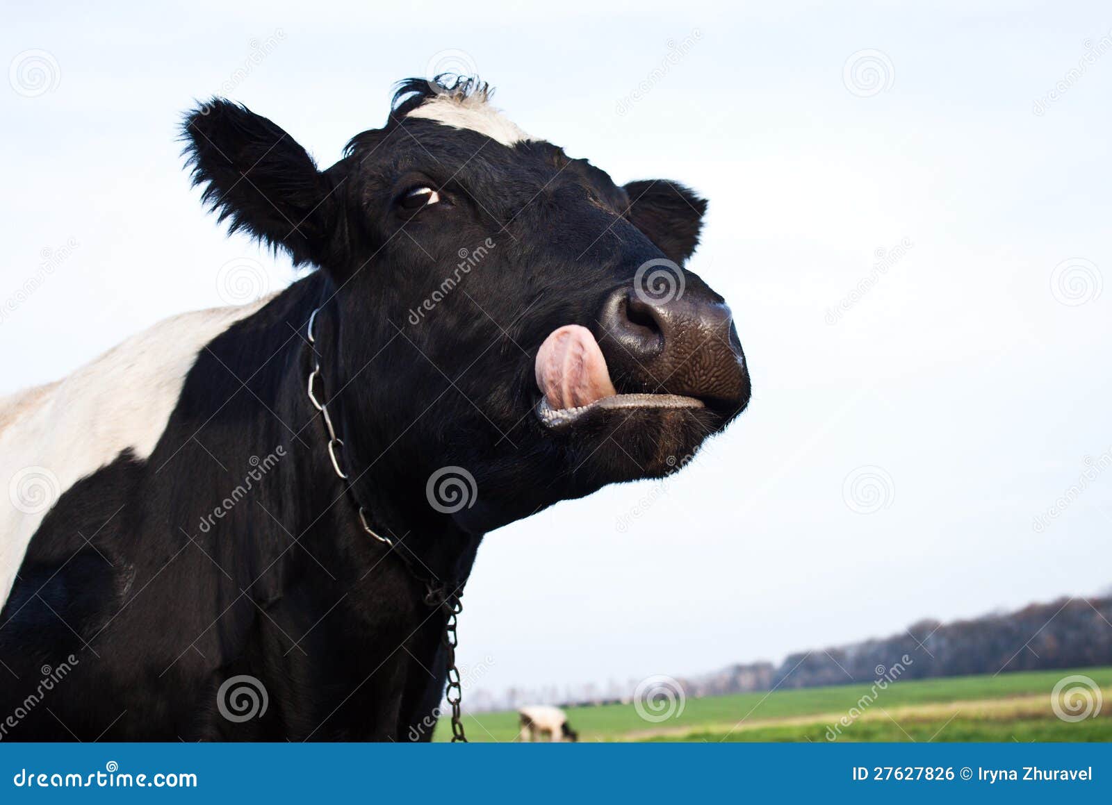 Cow stock photo. Image of milk, environment, grass, mammal - 27627826