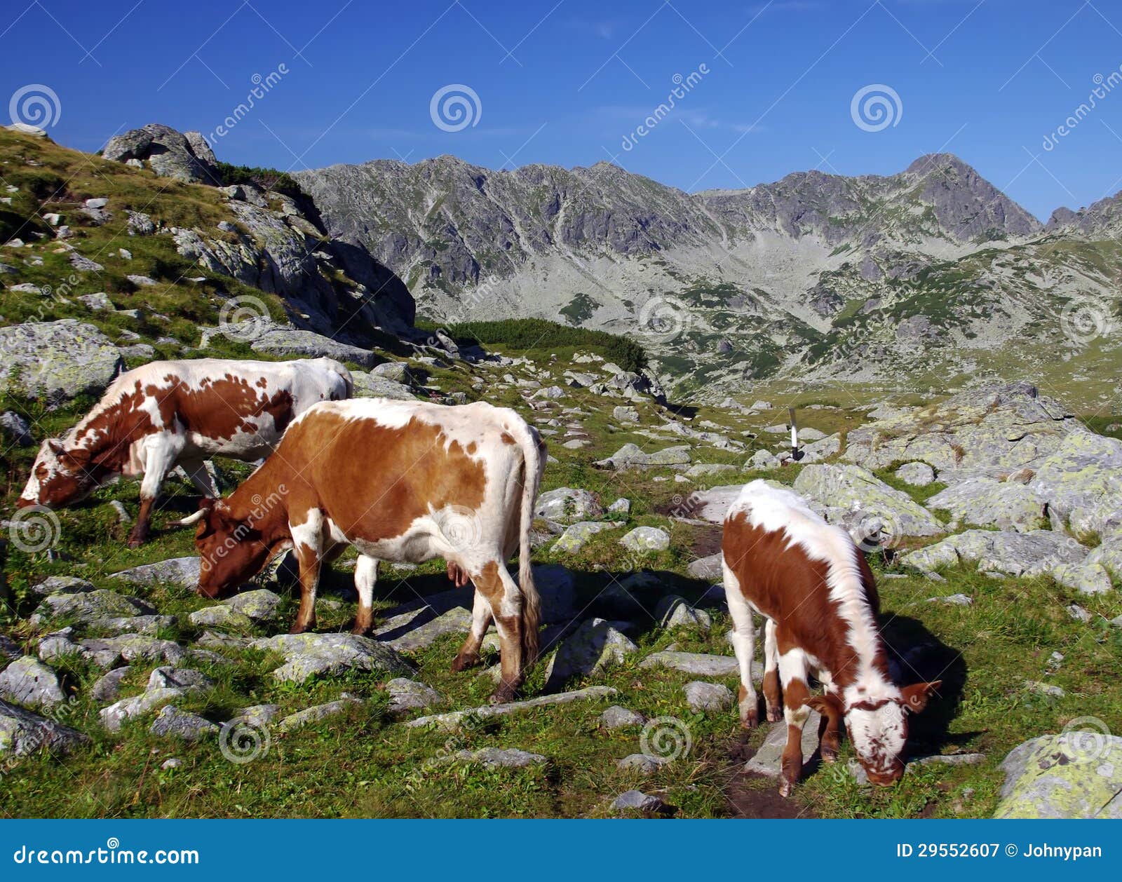Cow stock image. Image of european, hills, countryside - 29552607