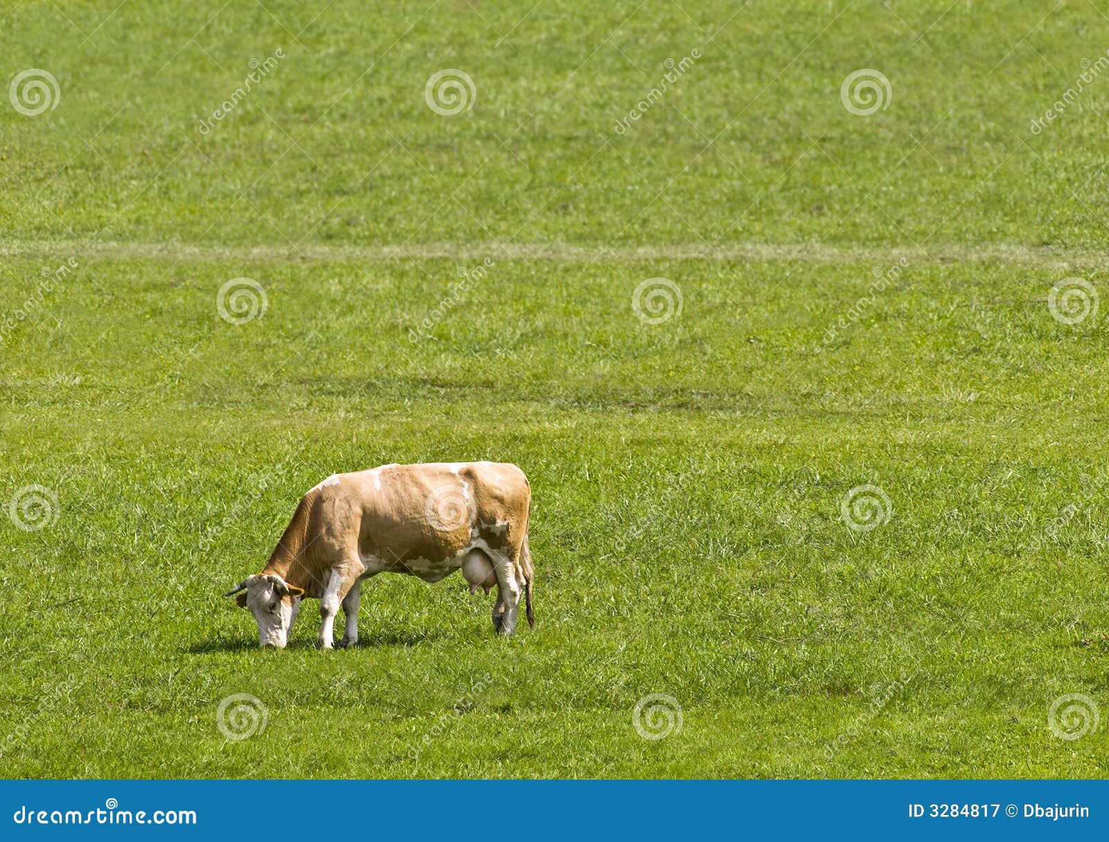 Cow stock image. Image of alone, green, single, eating - 3284817