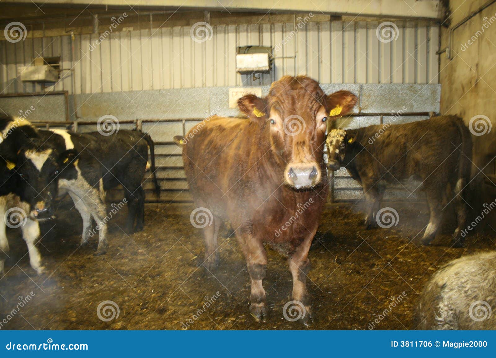 Cattle Lairage Stock Photos - Free & Royalty-Free Stock Photos from ...