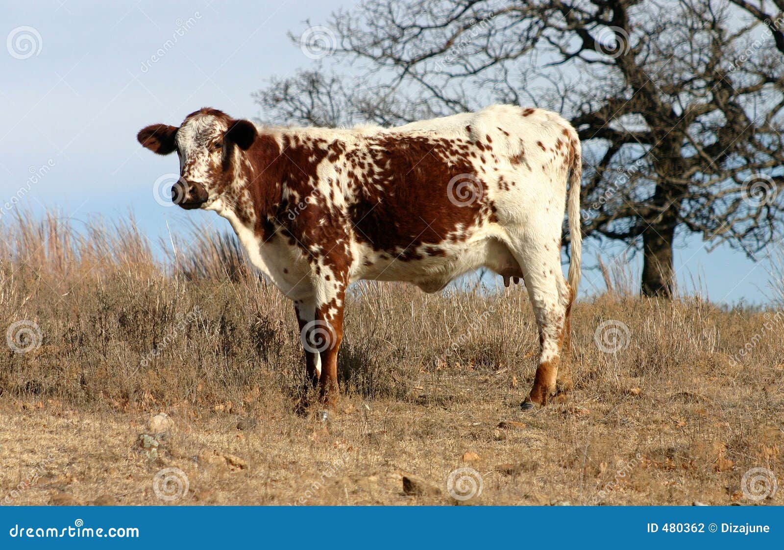 Cow stock photo. Image of speckled, freckle, hillside, udder - 480362