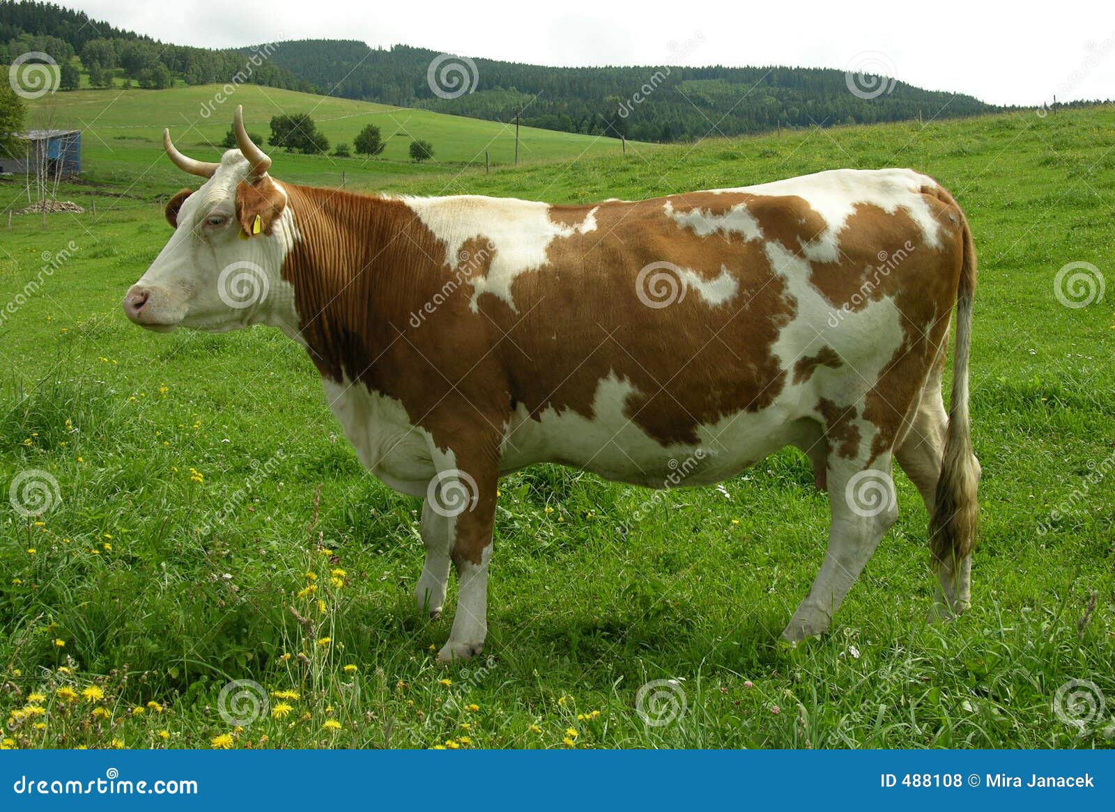 Cow stock photo. Image of body, isolated, close, looking - 488108