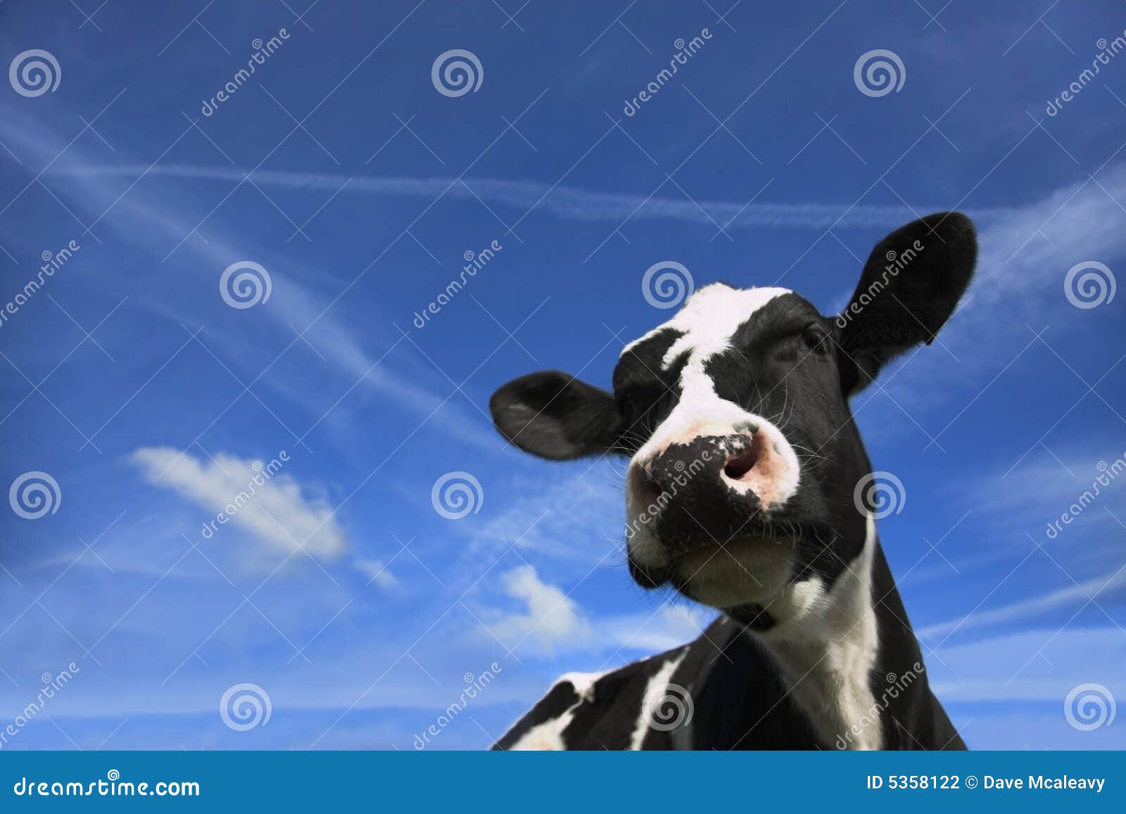 Cow stock photo. Image of agricultural, dairy, livestock - 5358122