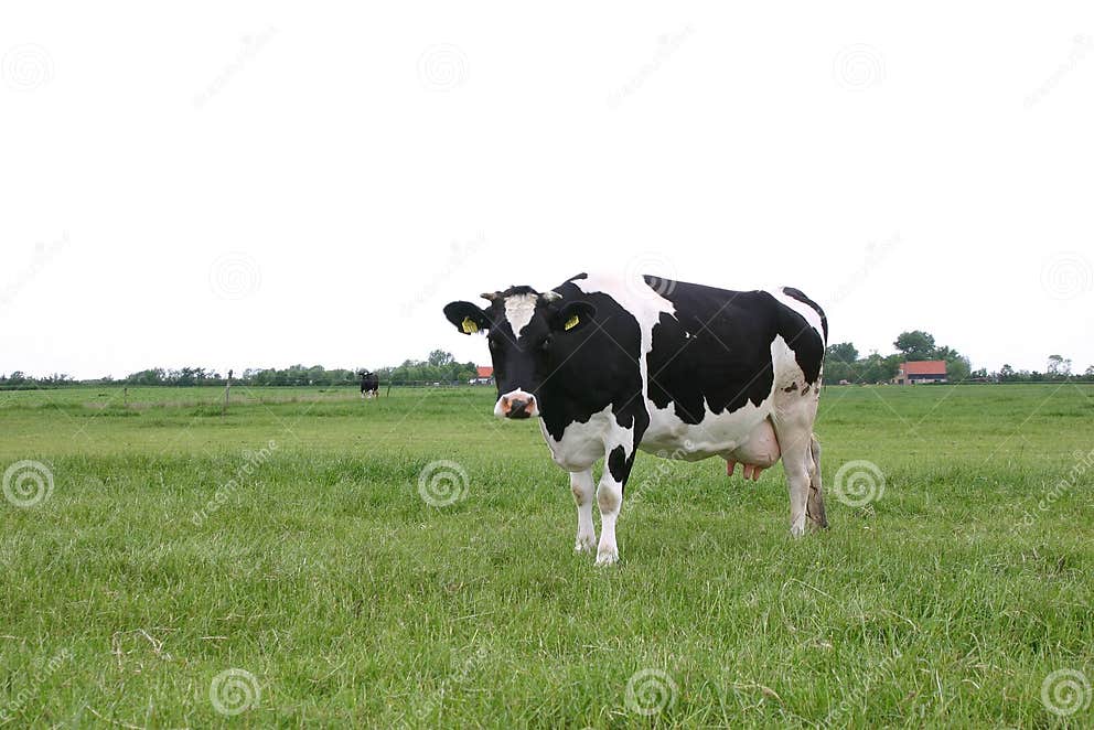 Cow stock image. Image of food, farmland, beeef, flesh - 655613