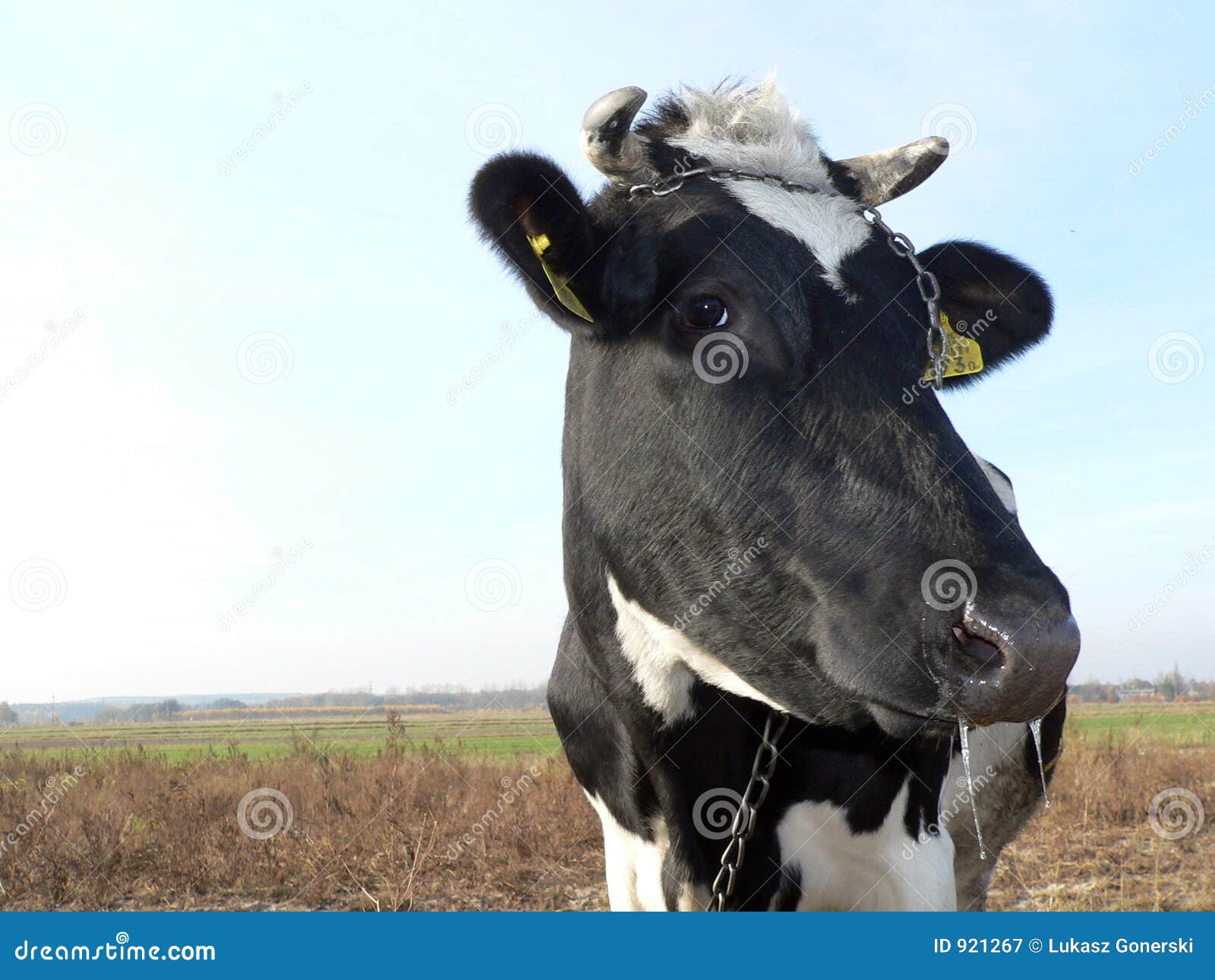 Cow stock image. Image of farm, looking, domestic, body - 921267