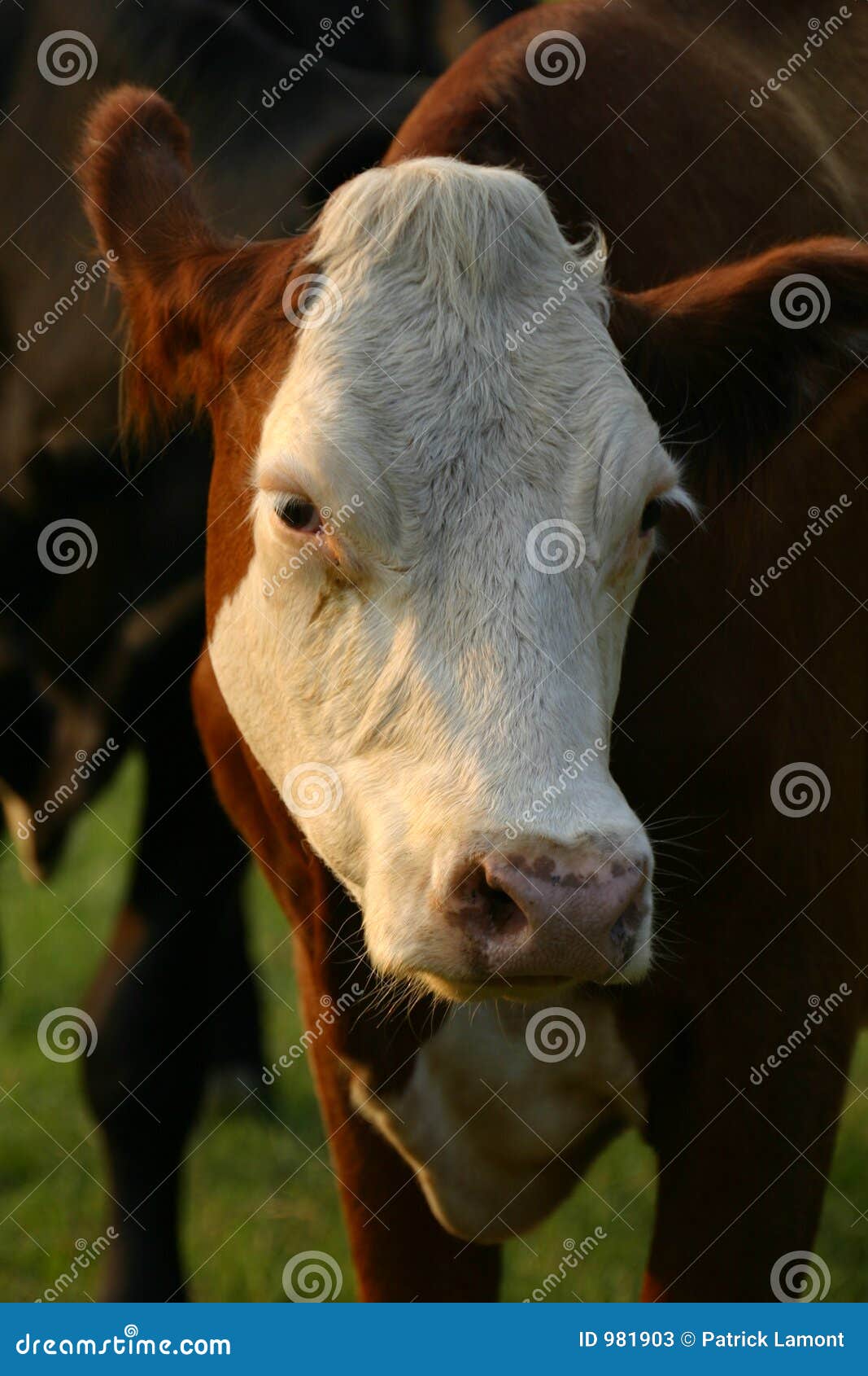 Cow stock image. Image of pasture, cattle, farming, stare - 981903