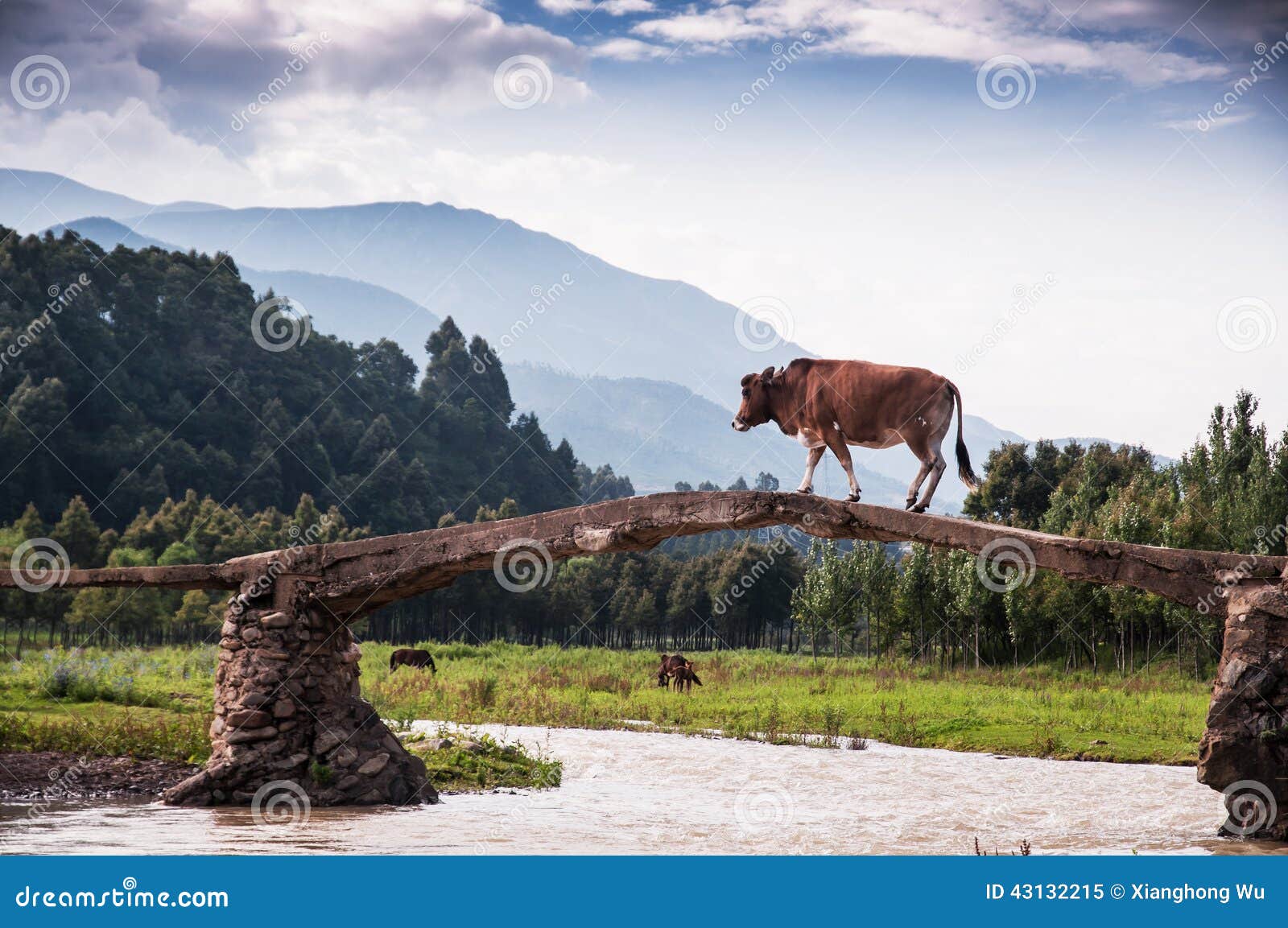 A cow acrossing bridge stock image. Image of great, courageous - 43132215