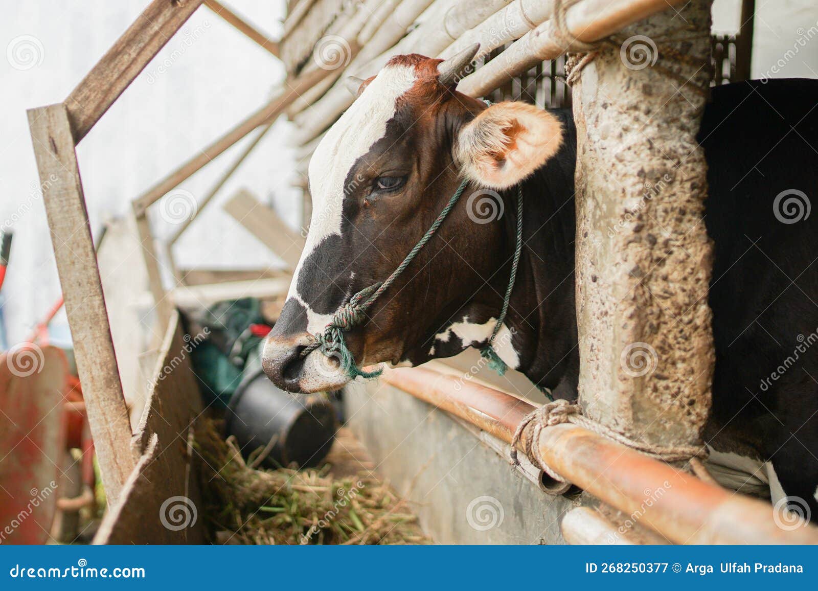 Cow activity stock image. Image of ecological, farm - 268250377